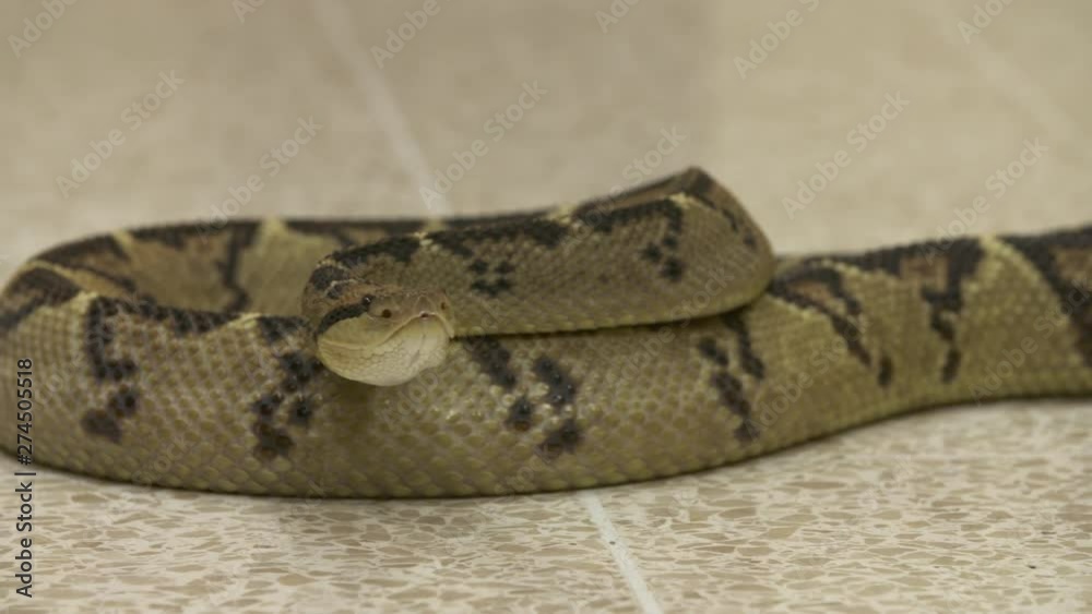 Extreme close-up low angle panning shot of long, beautiful black and ...