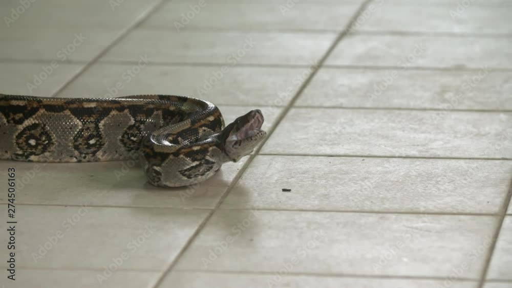 Close-up low angle panning shot of a huge angry boa constrictor python ...