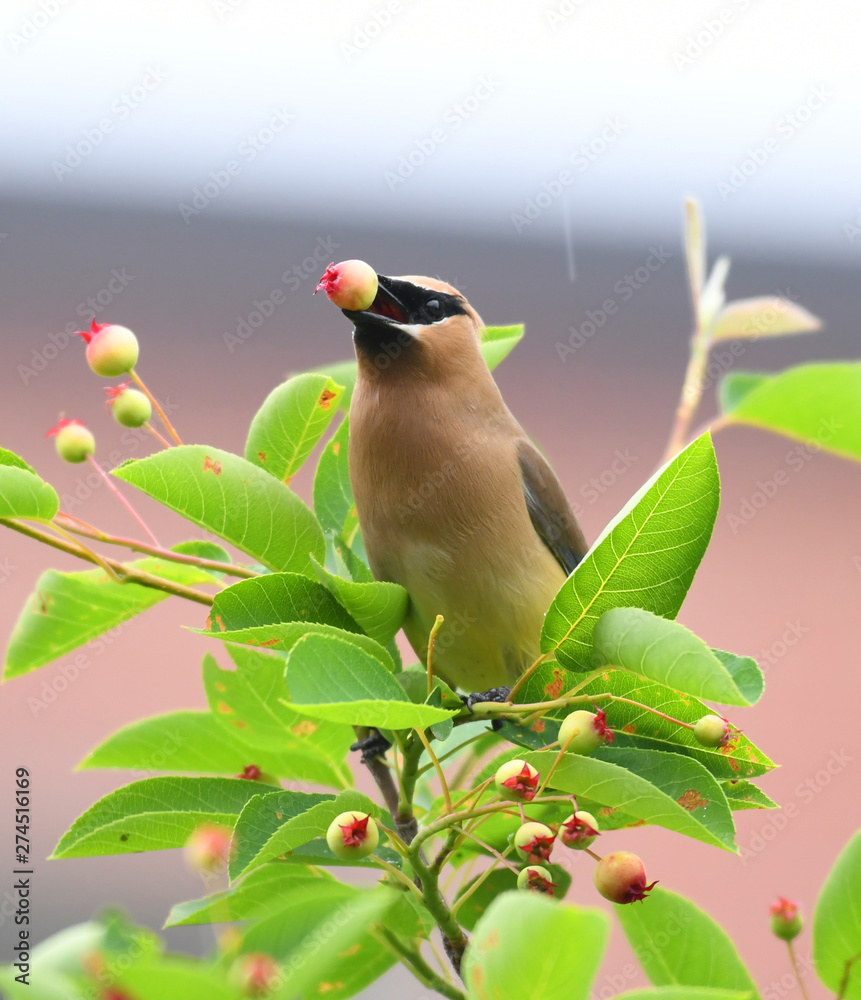 Bird Eating Fruit