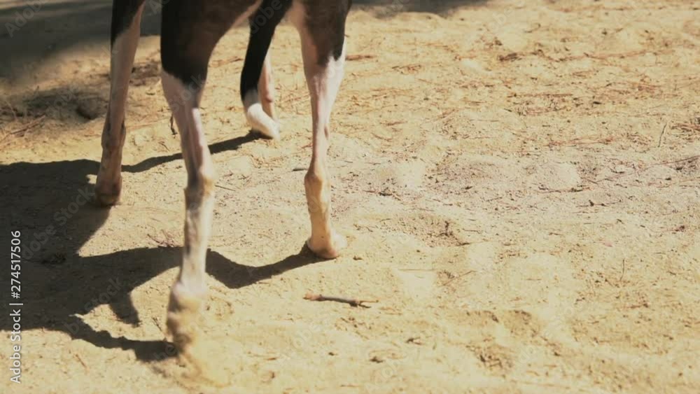 This close up video shows skinny italian greyhound dog legs walking ...