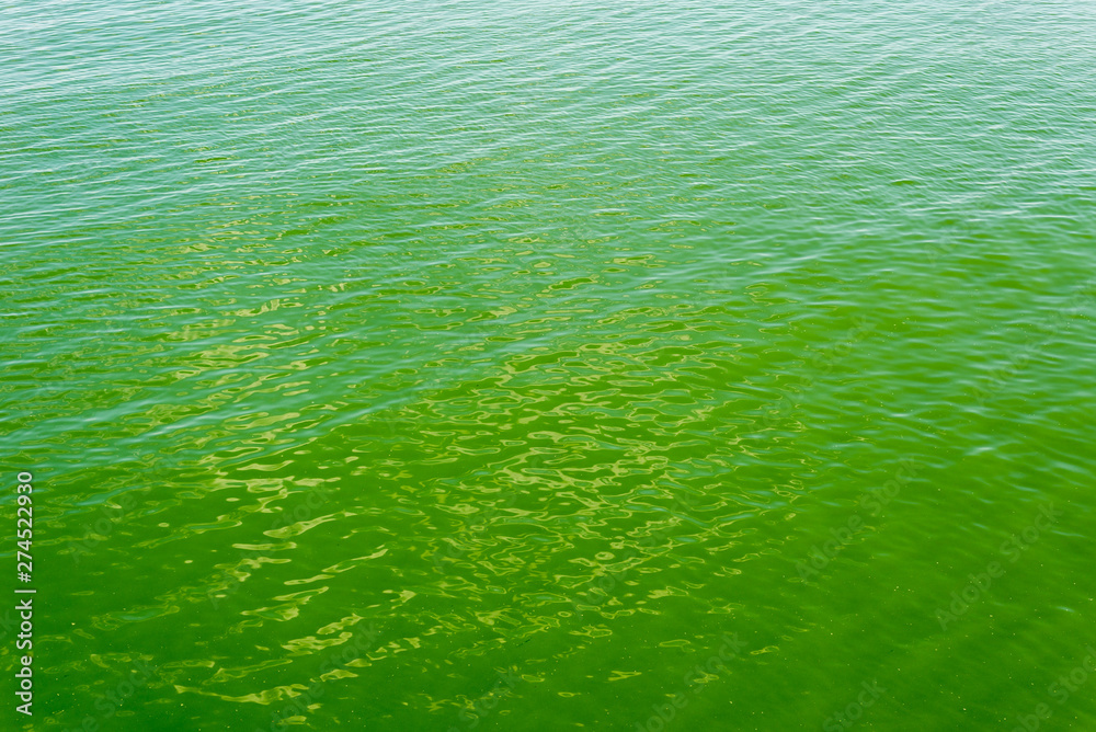 green sea with cyanobacterias. global warming. Stock Photo | Adobe Stock