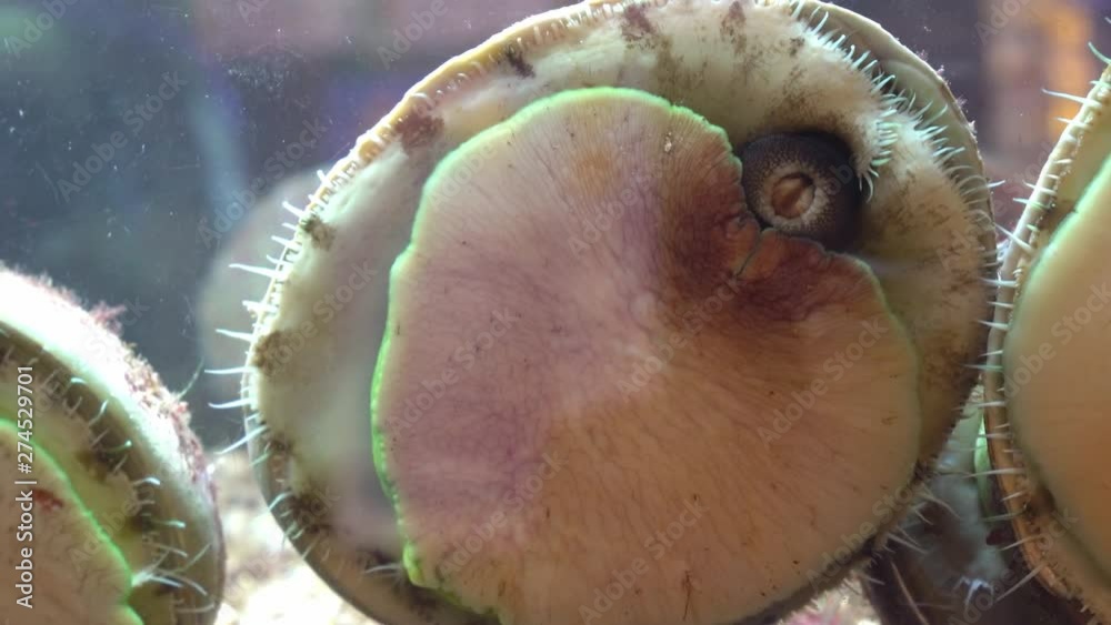 Close up an Abalone shellfish seafood in aquarium, Fresh abalones in ...