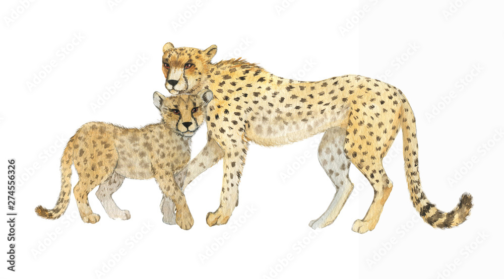 Baby Albino Cheetah
