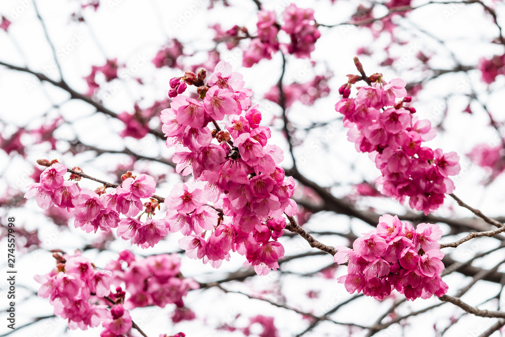 Sakura or cherry blossom flower full bloom in spring season at japan ...