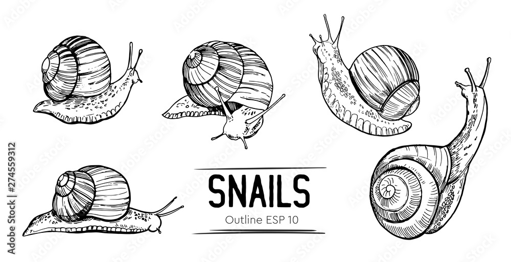 Set of outlines snails. Hand drawn illustration converted to vector ...