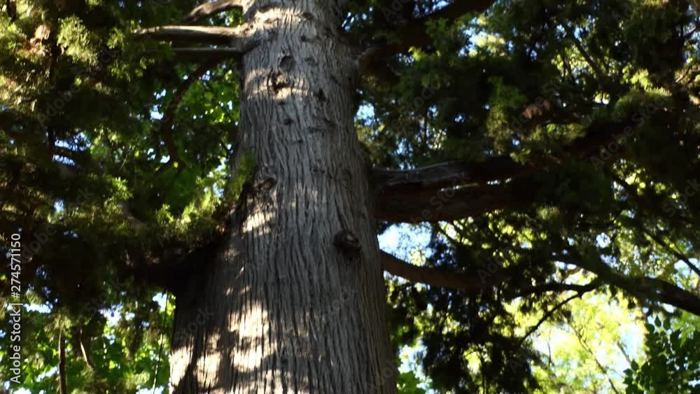 Vídeo do Stock: Cupressus torulosa, commonly known as the Himalayan ...