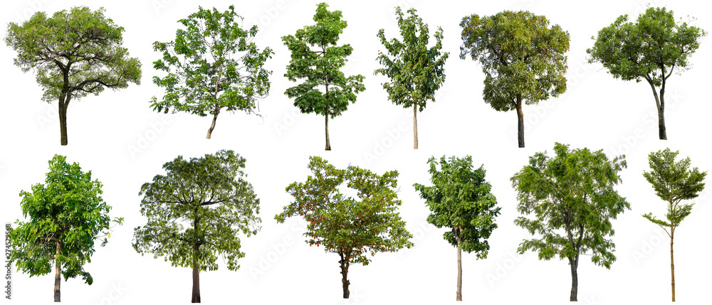 Set beautiful trees isolated on white background, Suitable for use in ...