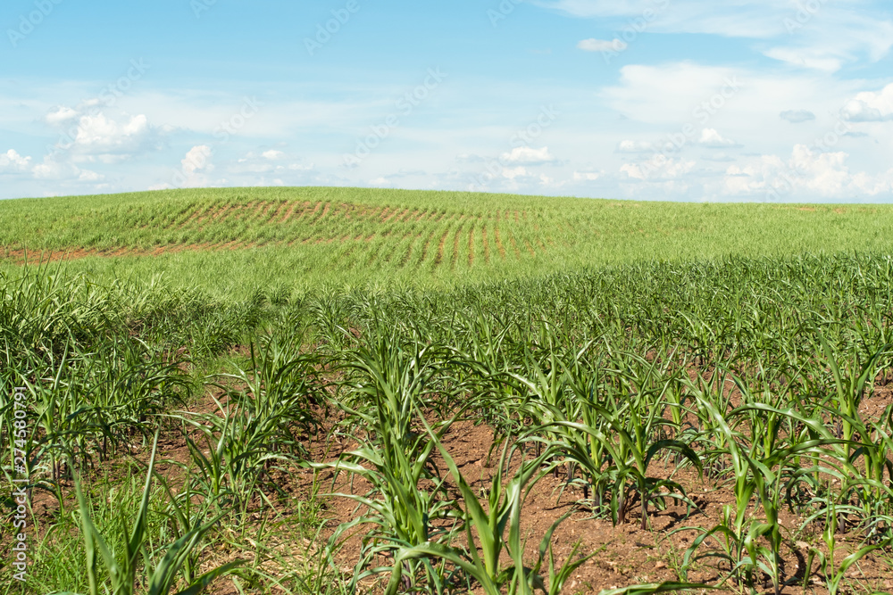 Cultivation of corn at the base of the mountains in the valley. Stock ...