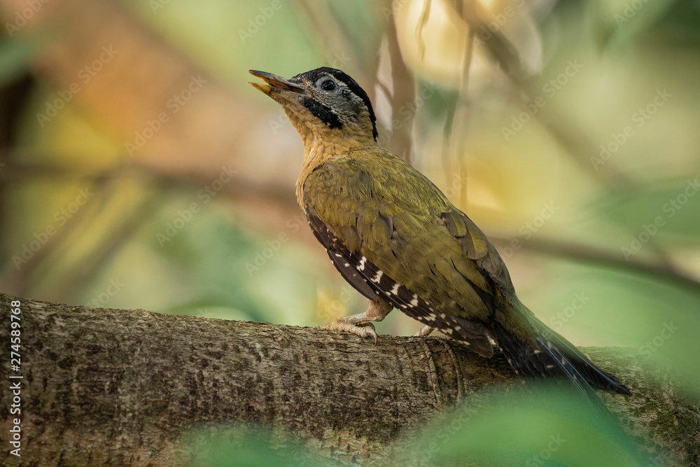 Laced Woodpecker - Picus vittatus species of bird in the family Picidae ...