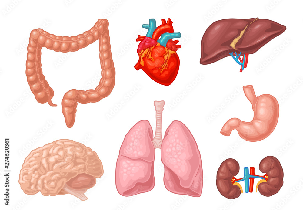 Human anatomy organs. Brain, kidney, heart, liver, stomach. Vector flat ...