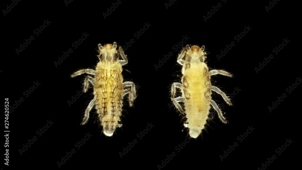 the larva under the microscope, the initial stage of the Coccinellidae ...