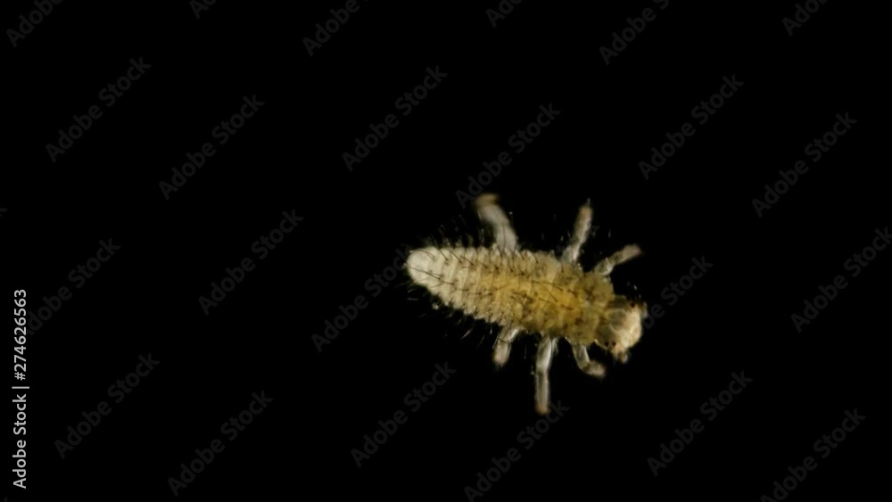 Vidéo Stock the larva under the microscope, the initial stage of the ...