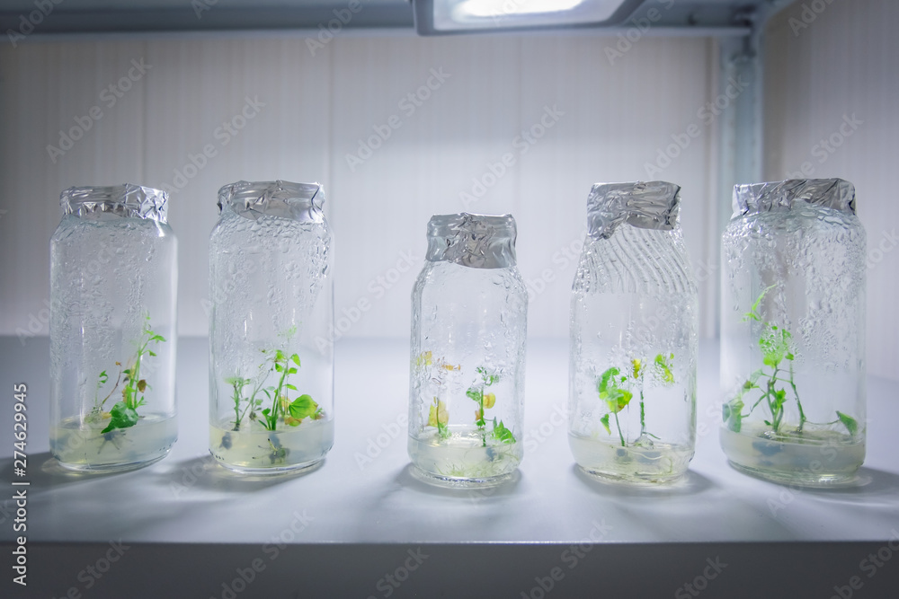 Micro plants in jar with agarose nutrient medium cloned by technology ...