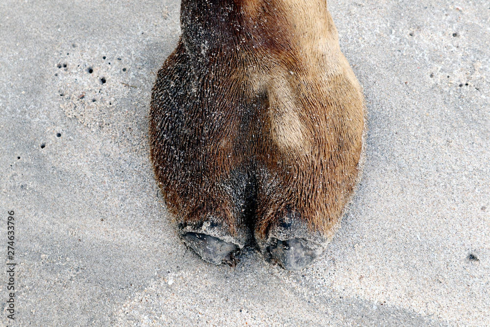 A close up portrait of camel toe Stock Photo | Adobe Stock