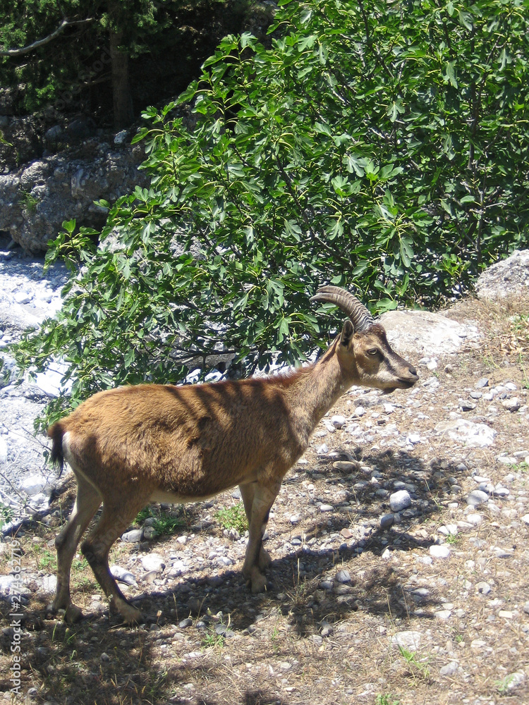 Zoo kri kri in samaria george in kreta island background wallpaper fine ...