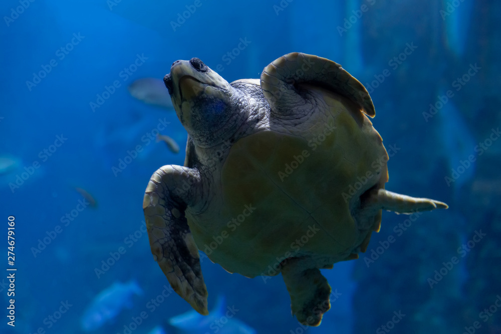 Turtle swimming in an aquarium in San Sebastian, Donosti Stock Photo ...