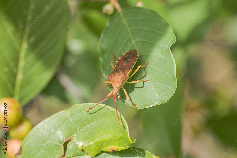 Owad, pluskwiak siedzi na liściu kruszyny pospolitej Stock Photo ...