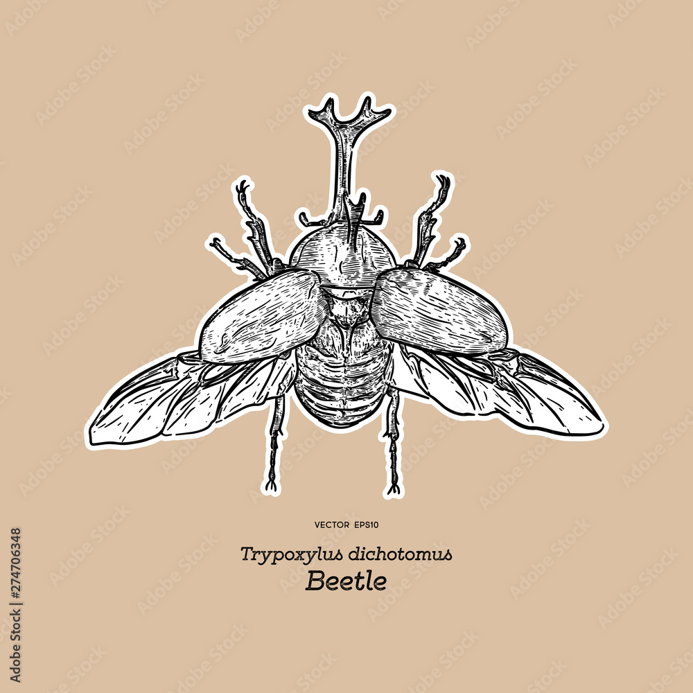 Japanese Rhinoceros Beetle Drawing