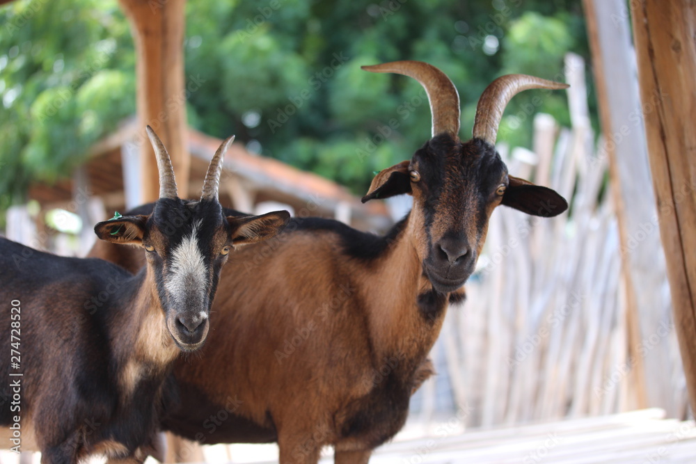 Caprinos da Raça Alpina - Agricultura Familiar do Nordeste Brasileiro ...