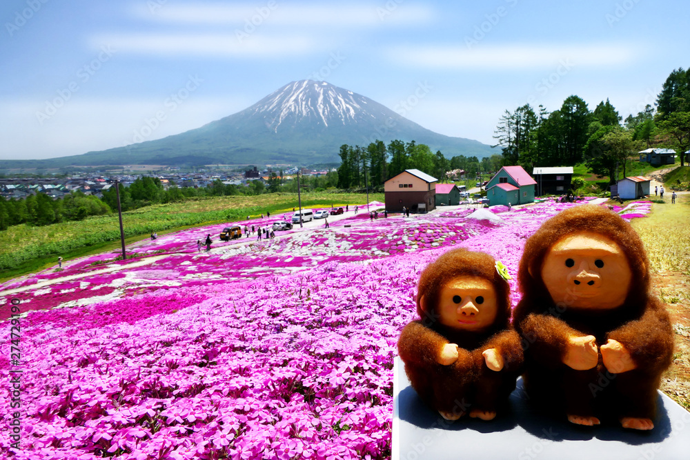 Cute teddy bears and beautiful pink moss (Shibazakura) with Mount Yotei ...
