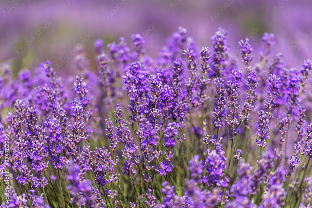 Lavender flowers in the sun in soft focus, pastel colors and blur ...