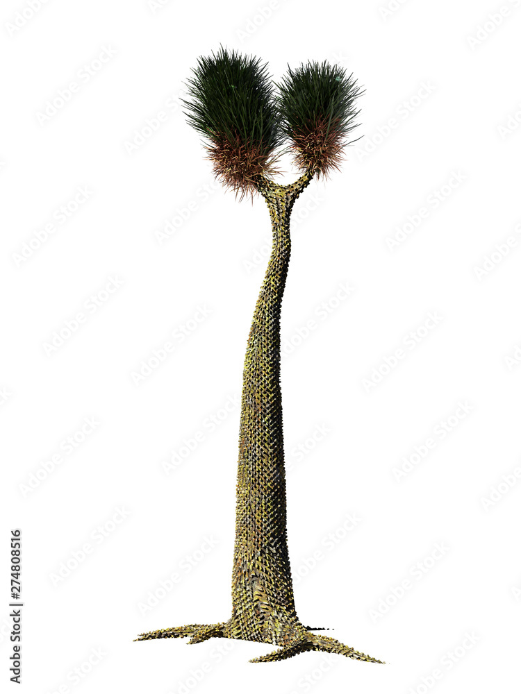 Sigillaria, tree-like plant from the Carboniferous and Permian period ...
