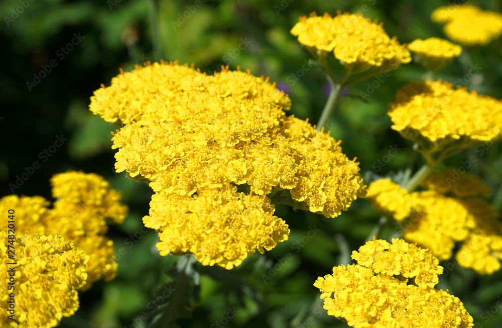 Fotka „Achillea millefolium plant topped by flat, bright gold flower ...