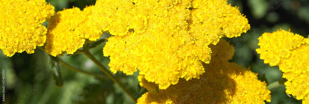 Achillea millefolium plant topped by flat, bright gold flower heads ...