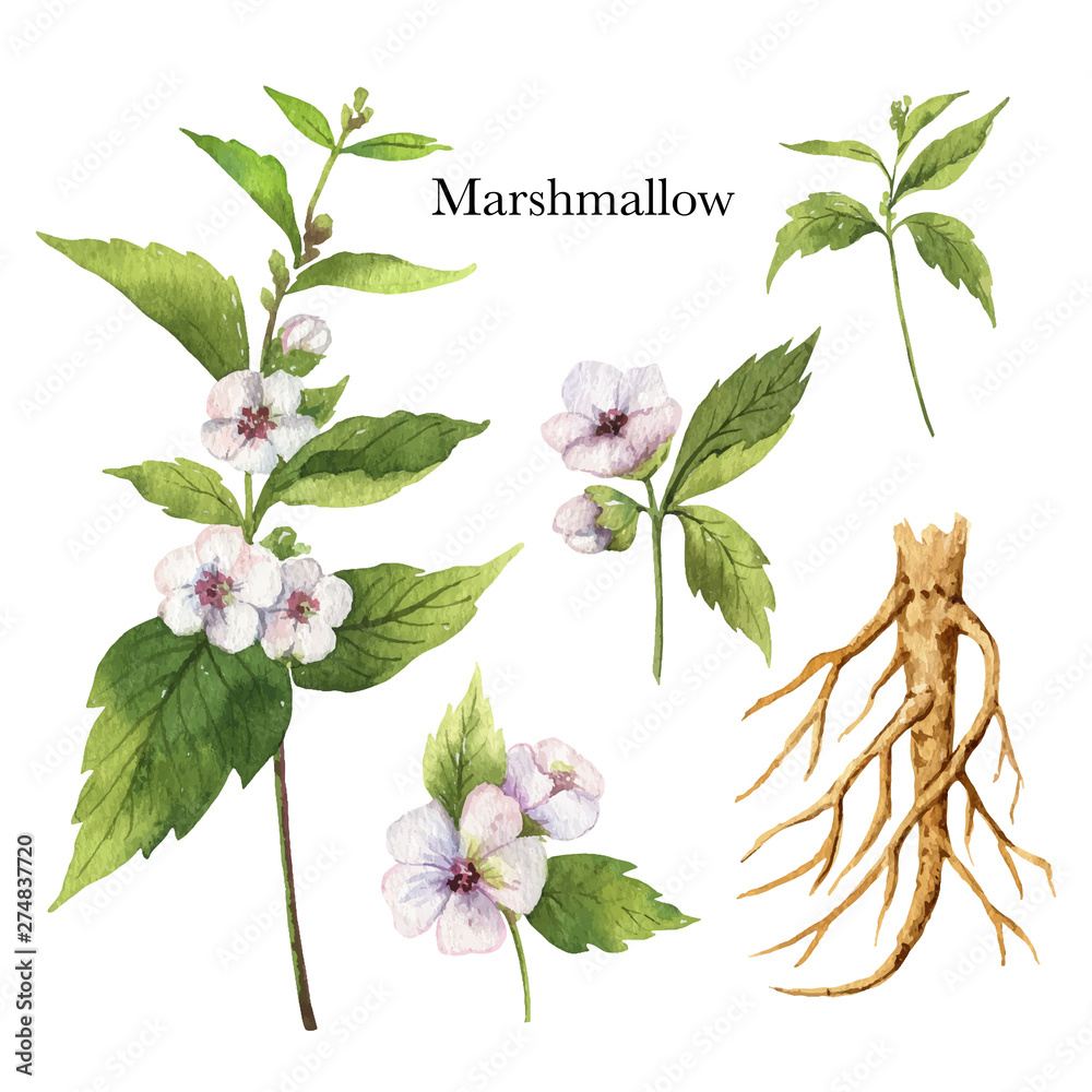 Hand drawn watercolor vector botanical illustration of Marshmallow ...