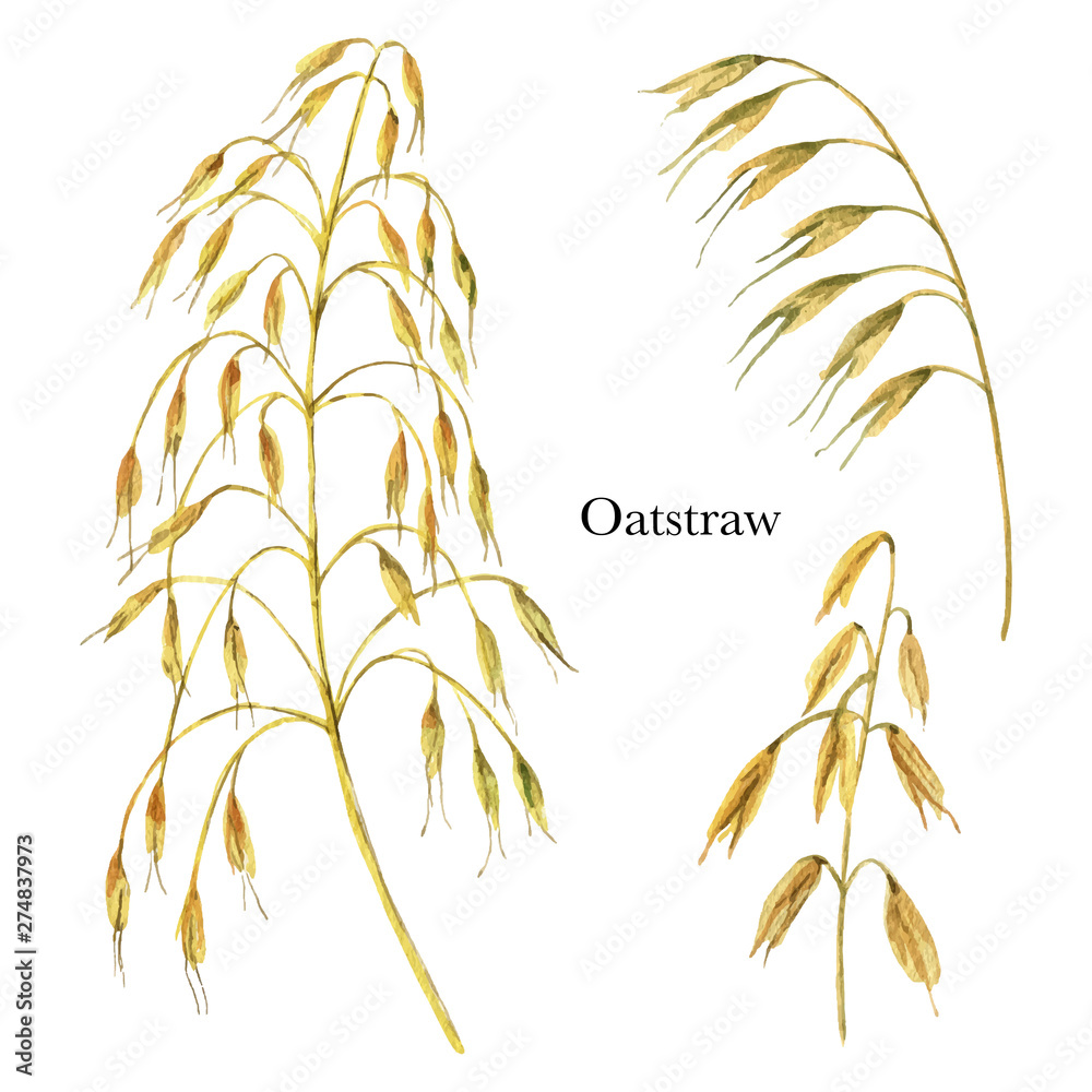 Hand drawn watercolor vector botanical illustration of Oat straw ...