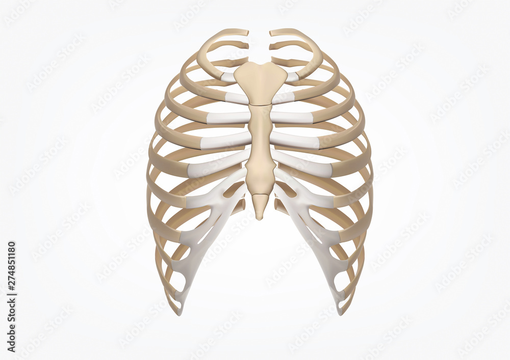 Human Rib 3D Illustration of Human Skeleton Rib Cage Anatomy Front view ...
