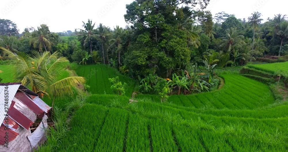 aerial view of rice terraces and farm house with a coconut tree, flying ...