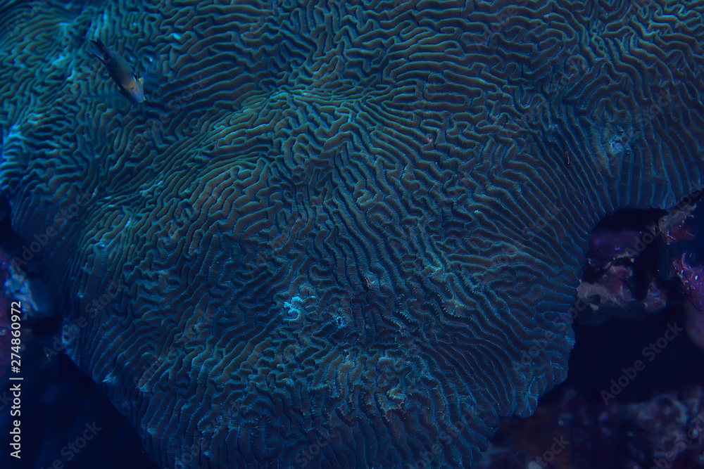 coral reef macro / texture, abstract marine ecosystem background on a ...