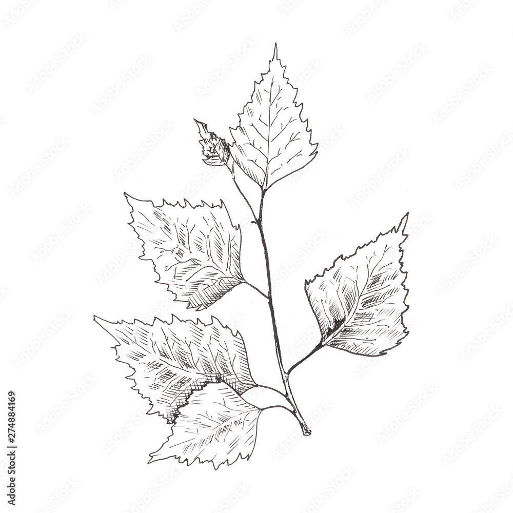 Birch sketch. Hand drawn black birch tree branch, birch leaf. Sketch ...