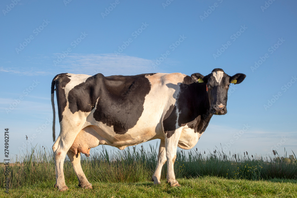 Holstein Friesian Udder