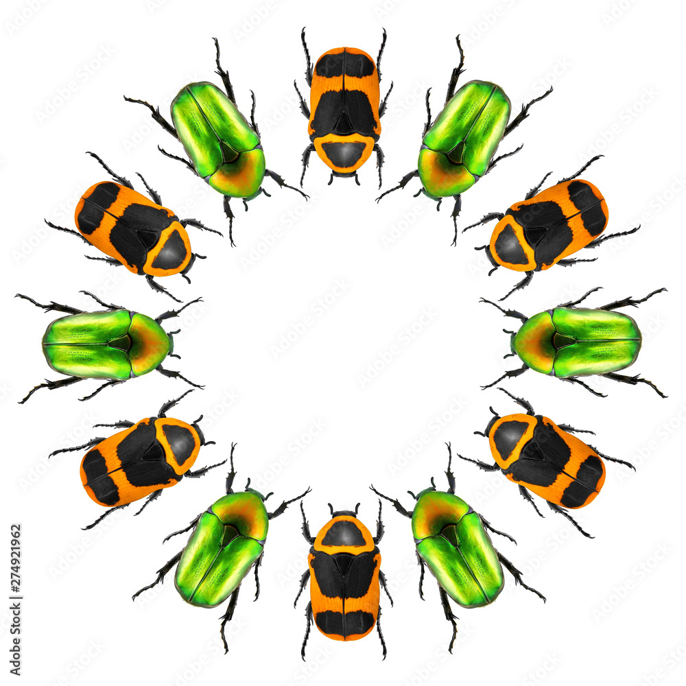 Beetles. Circular design with flower chafers beetles, Pachnoda ...