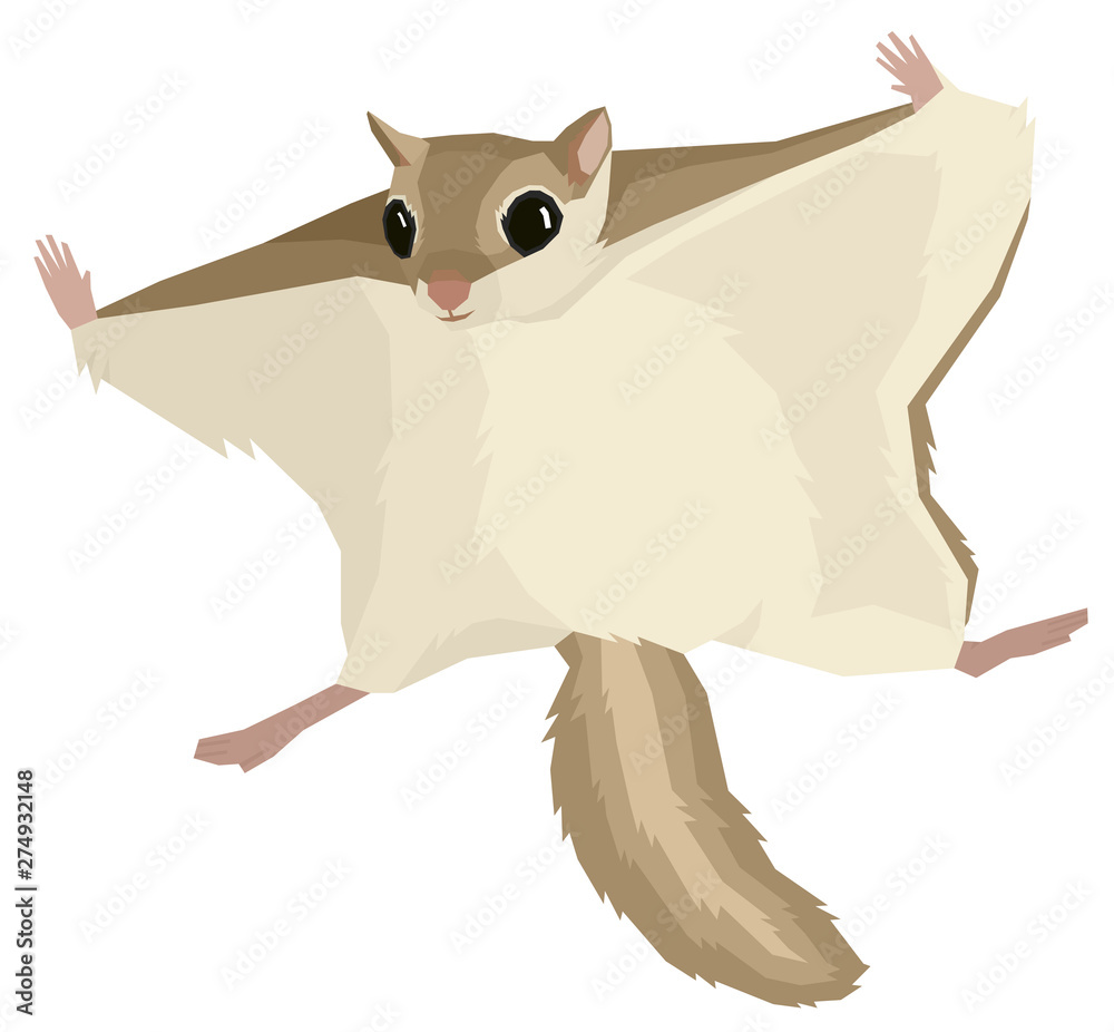 Wild animals Vector illustration of the flying squirrel Isolated object Geometric style Stock ...