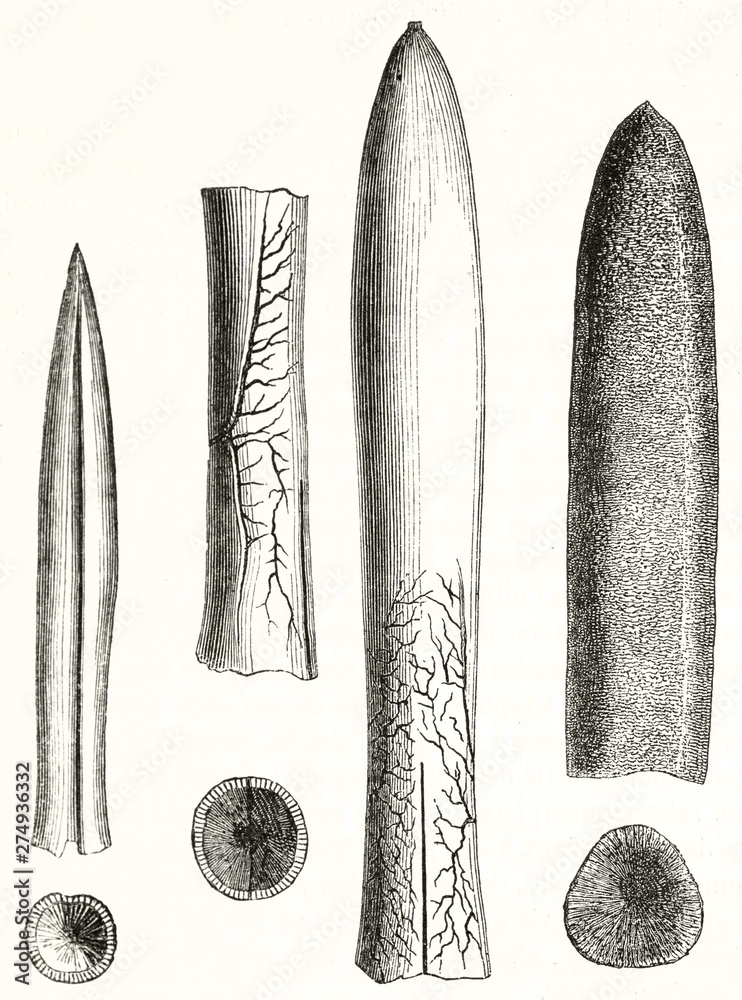 Ilustração do Stock: Ancient outline style illustration of Belemnitida ...