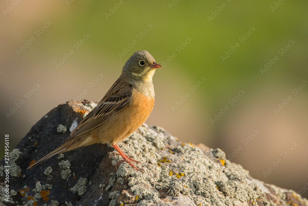 Stunning bird photo. Ortolan bunting / Emberiza hortulana Stock Photo ...