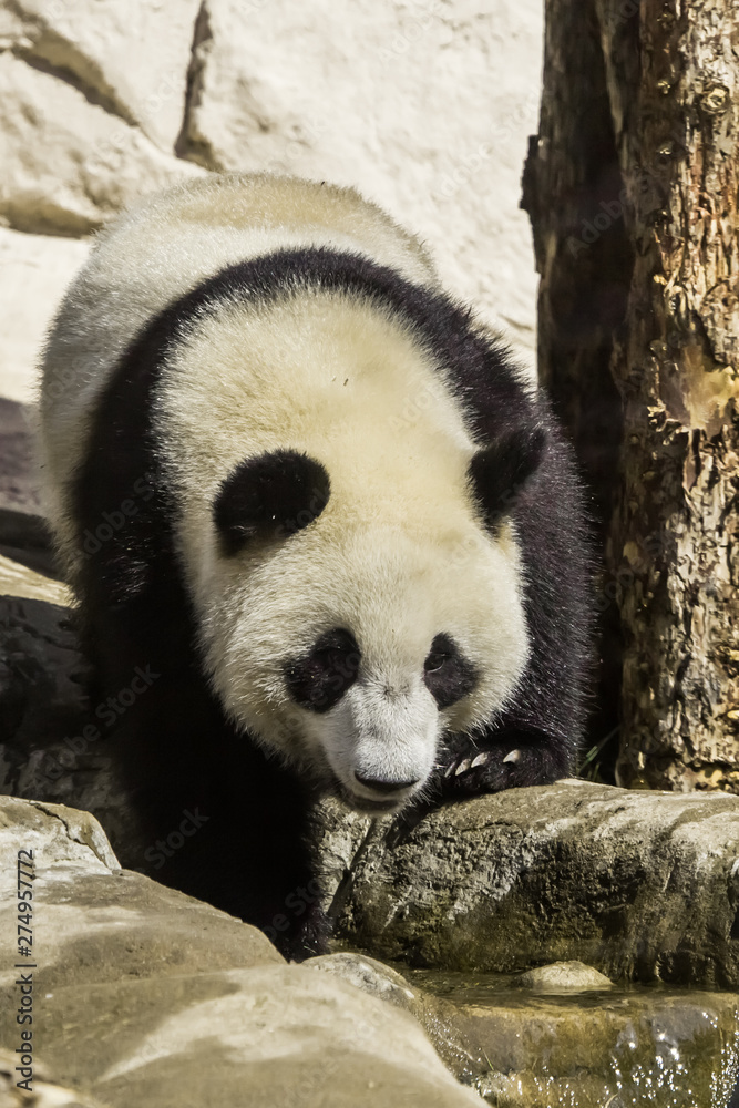 Panda Bear Sitting Forward