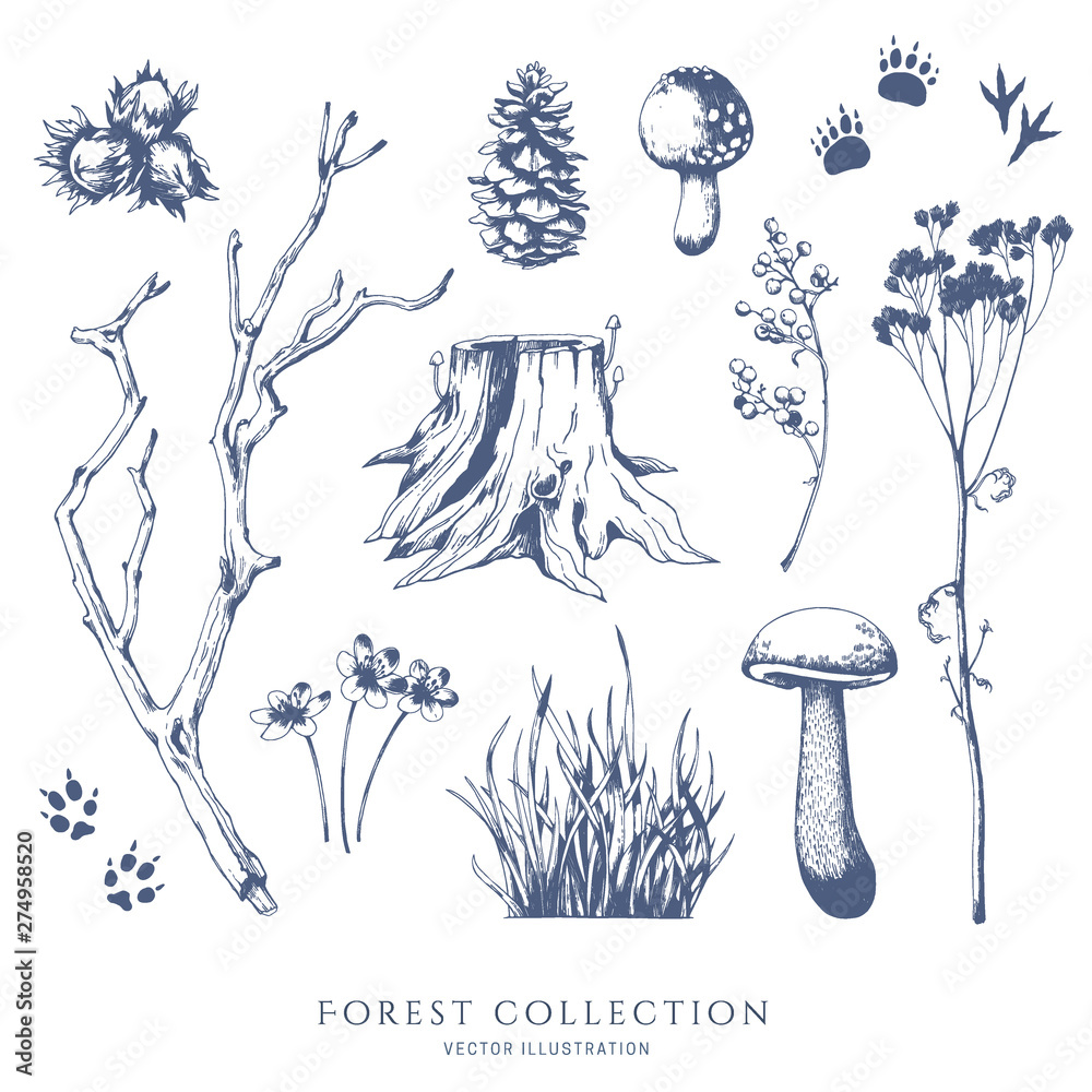 Nature hand drawn vector sketch. Collection of forest plants. Mushroom ...