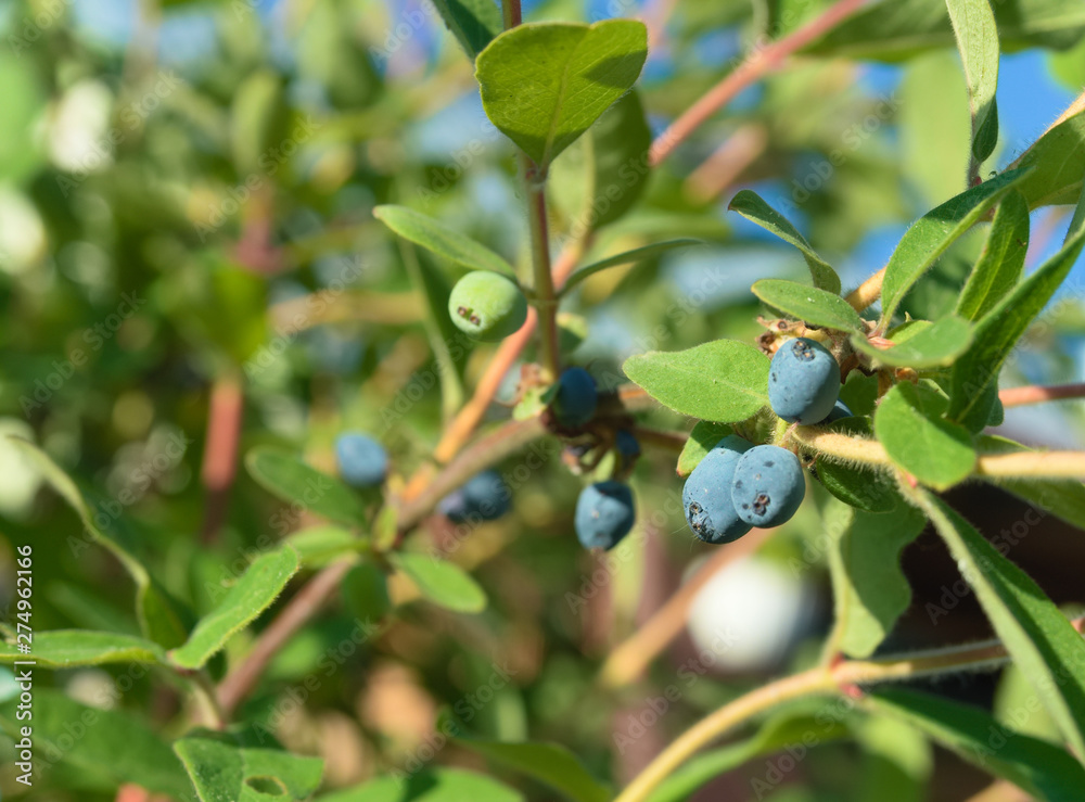 Blue berries of honeysuckle (Lonicera caerulea var. edulis) or ...