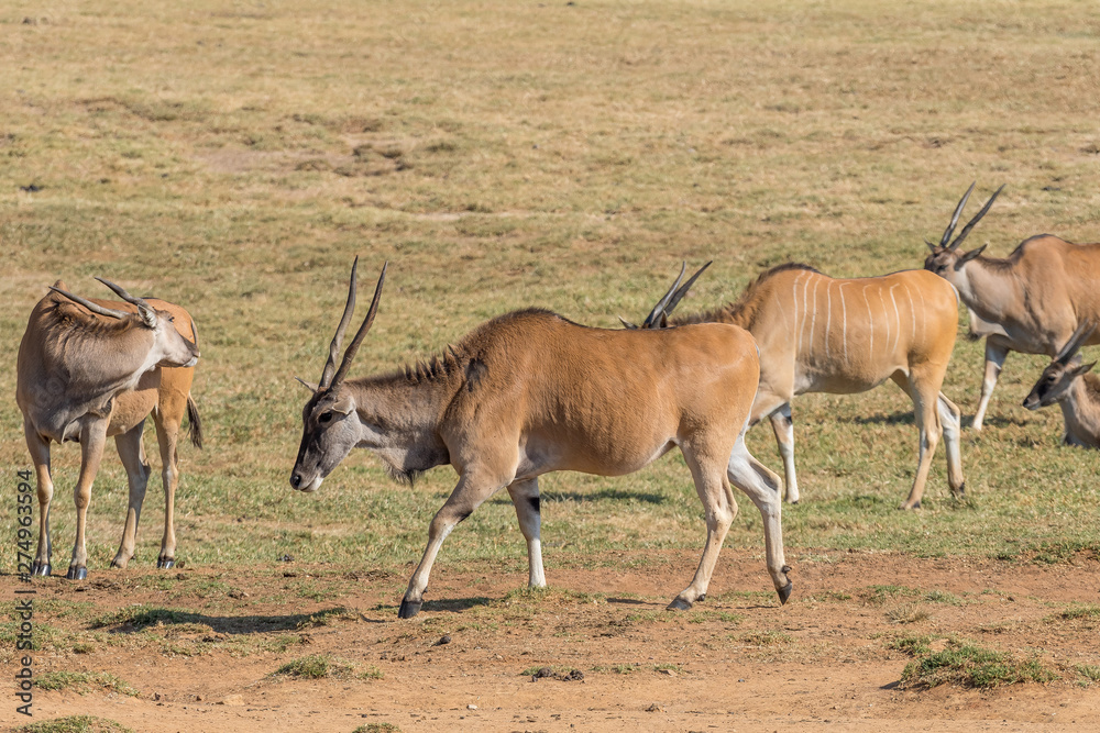 Common eland walking from right to left Stock Photo | Adobe Stock