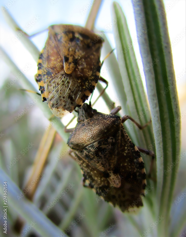 Macrophotographie d'un couple de punaises nébuleuses (Rhaphigaster ...