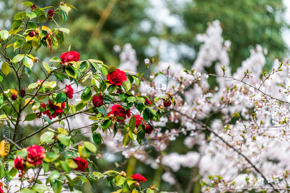 Camellia japonica Japanese tsubaki red flowers on tree in Kyoto, Japan ...