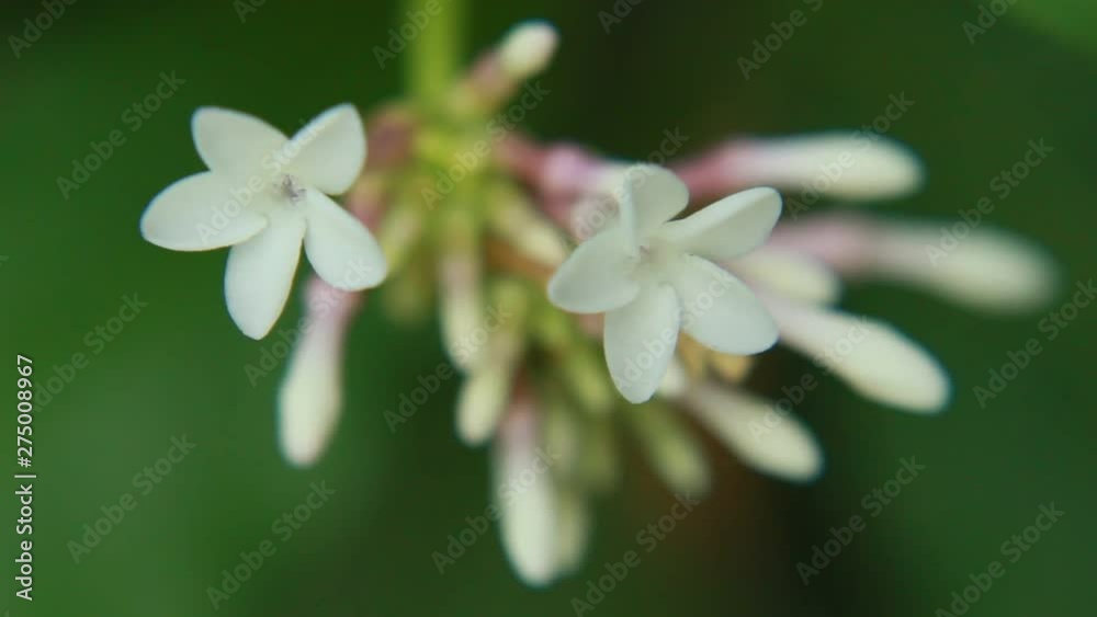 HD Video Footage of Rauvolfia serpentina, the Indian snakeroot or devil ...