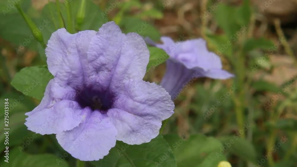 HD Video Footage of Beautiful purple ruellia tuberosa flower in green ...