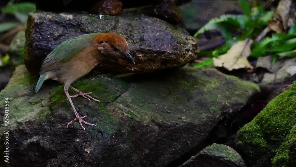 The Rusty-naped Pitta is a confiding bird found in high elevation ...