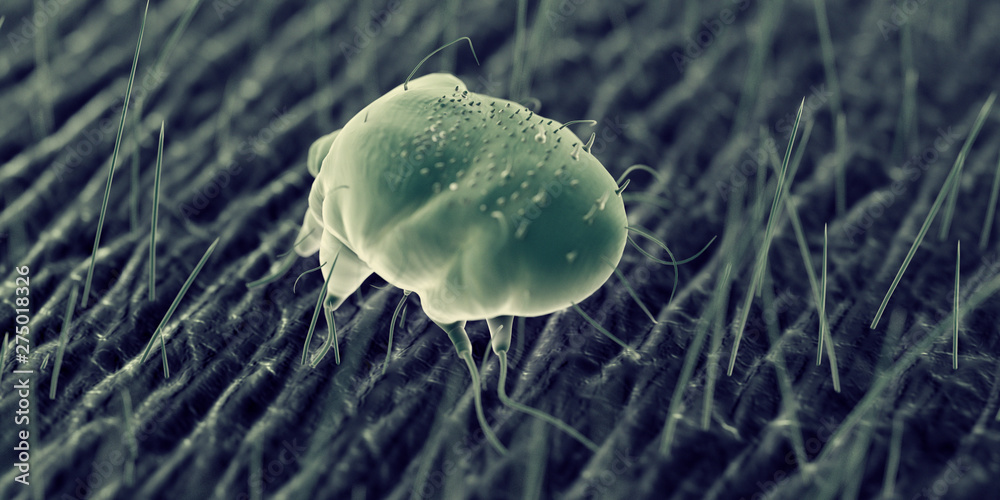 3d rendered illustration of a scabies mite on human skin, sem style ...