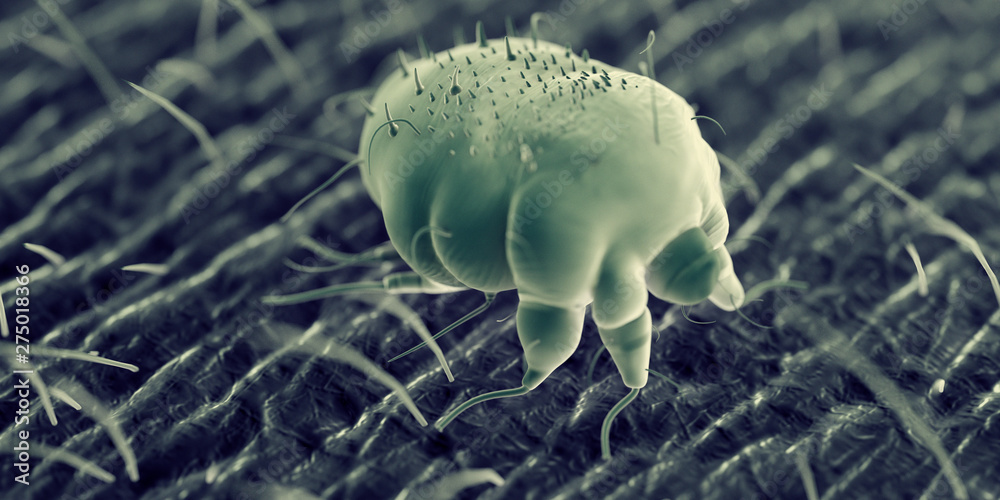 3d rendered illustration of a scabies mite on human skin, sem style ...